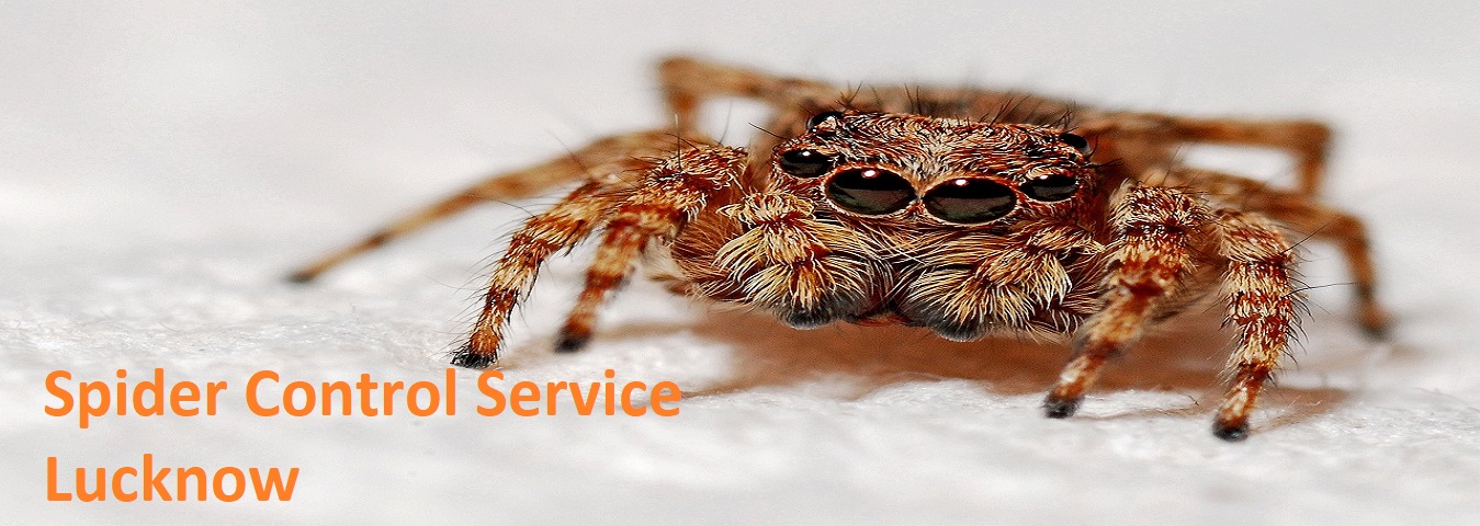 Best Spider Control Service Lucknow | #1 Spider Control Service Lucknow