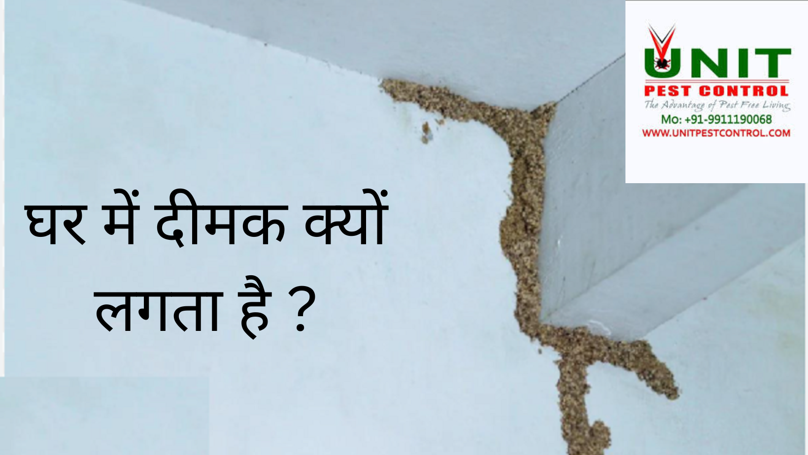 घर में दीमक क्यों लगता है? कारण, प्रभाव और बचाव के उपाय