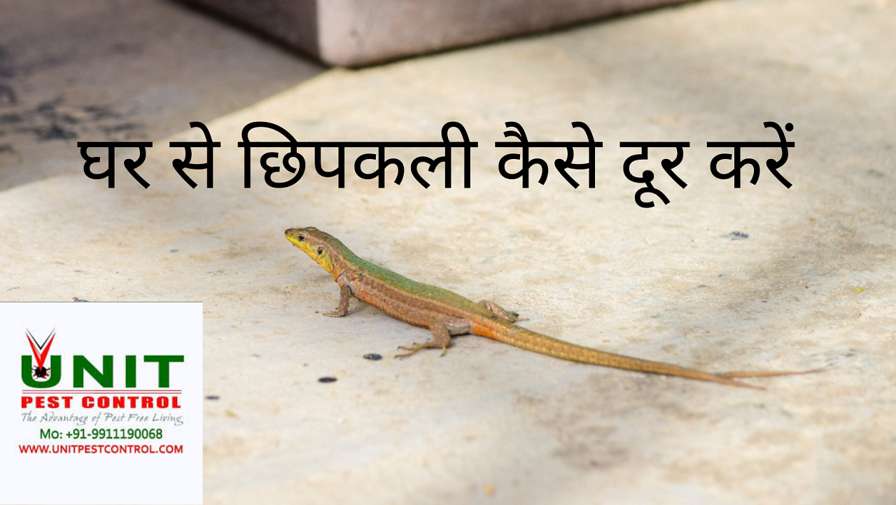 घर से छिपकली कैसे दूर करें – आसान घरेलू उपाय